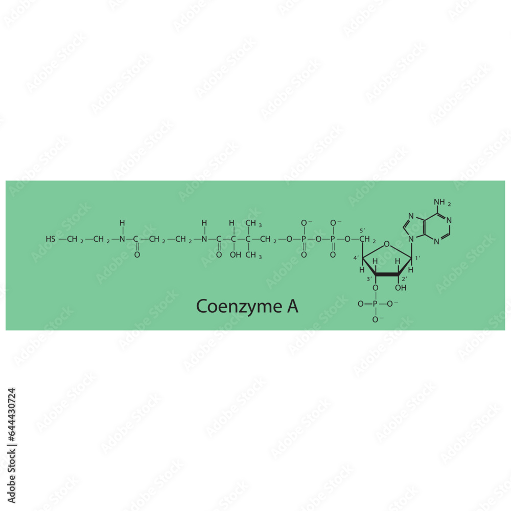 Structure of Coenzyme A biomolecule, co factor skeletal structure ...