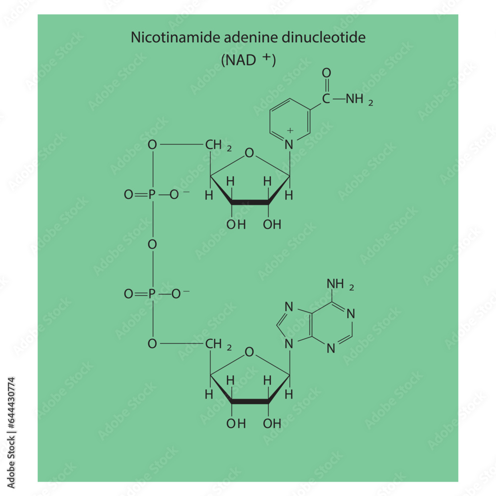 Structure of NAD+ (Nicotinamide adenine dinucleotide - biomolecule ...