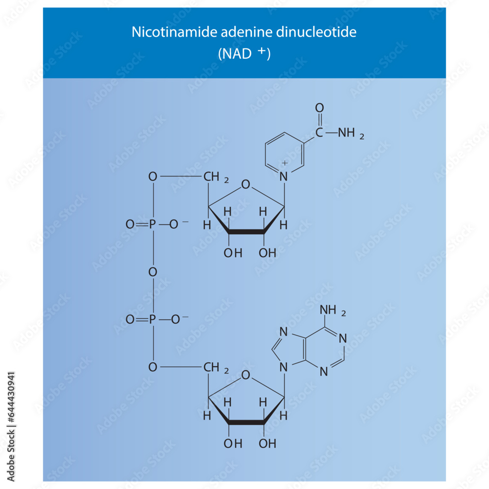 Structure of NAD+ (Nicotinamide adenine dinucleotide - biomolecule ...
