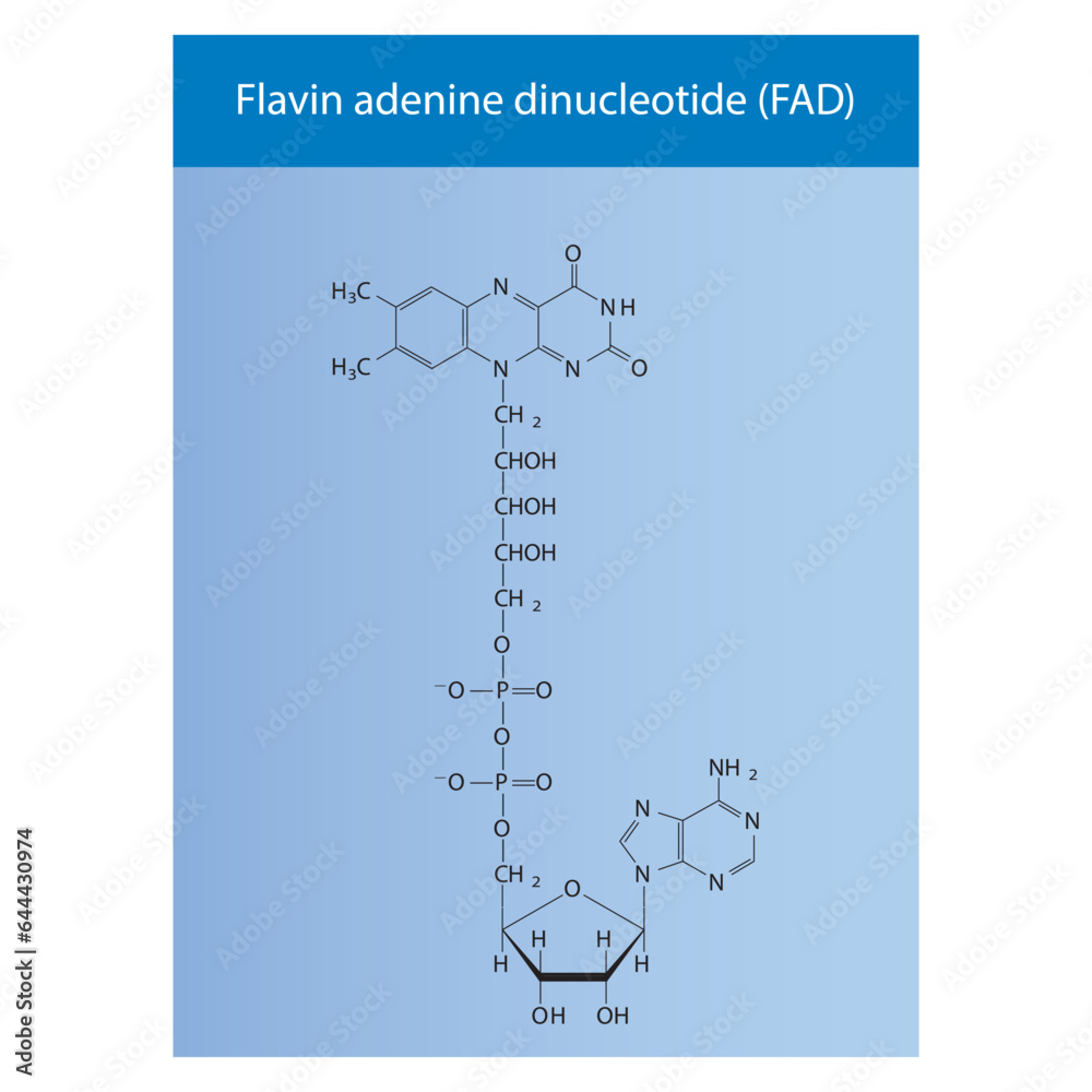 Structure of FAD (Flavin Adenine Dinucleotide) biomolecule, skeletal ...