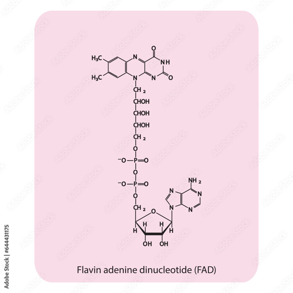 Structure of FAD (Flavin Adenine Dinucleotide) biomolecule, skeletal ...