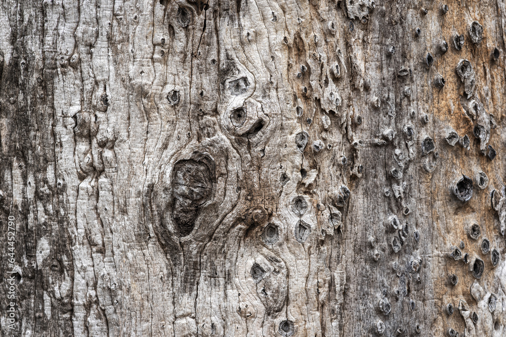 Beautiful background and textured of Fagraea Fragrans, Ironwood, or ...