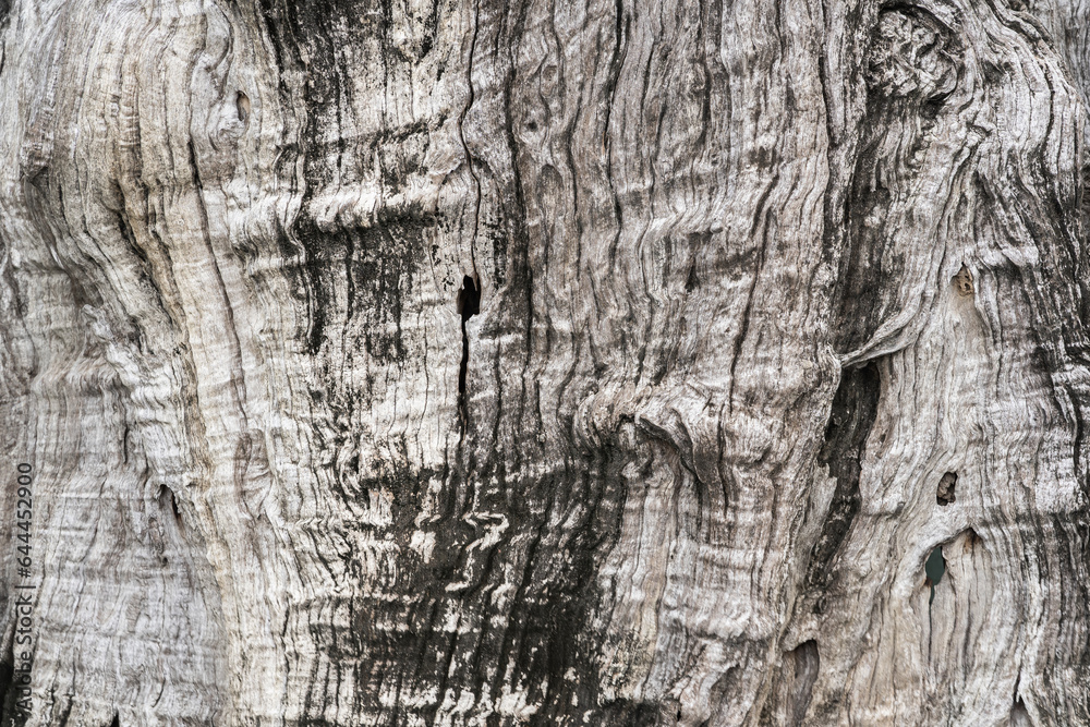 Beautiful background and textured of Fagraea Fragrans, Ironwood, or ...