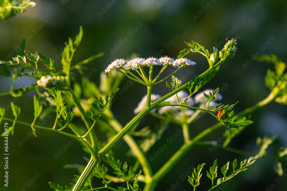 Conium maculatum, colloquially known as hemlock, poison hemlock or wild ...
