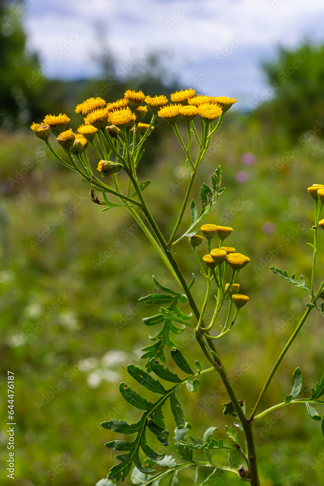 Yellow flowers of Tancy blooming in the summer. Tansy Tanacetum vulgare ...