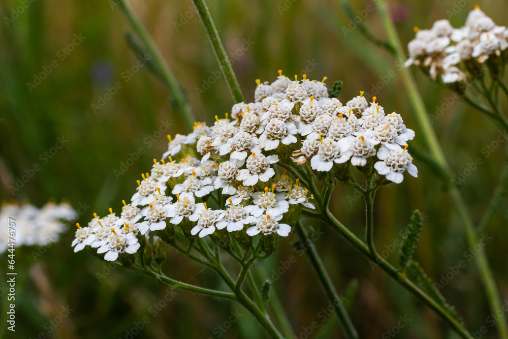 Common yarrow Achillea millefolium white flowers close up, floral ...