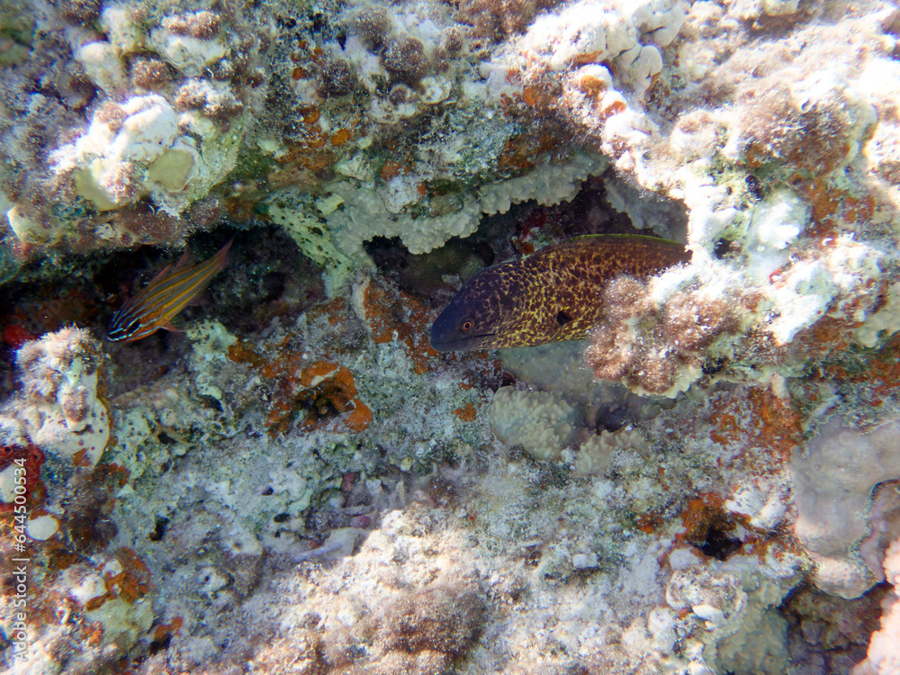 The Mediterranean moray (sometimes also called Roman eel, Muraena ...