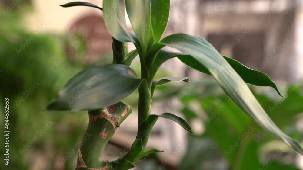 Flora. Closeup view of a Dracaena sanderiana, also known as Lucky ...