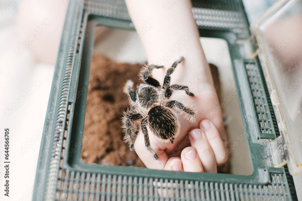 child's hand holding spider tarantula . boy returns Brachypelma ...