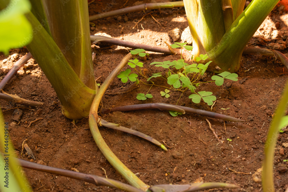 Organic taro stolon coming out of taro plant. Colocasia plant, arum ...