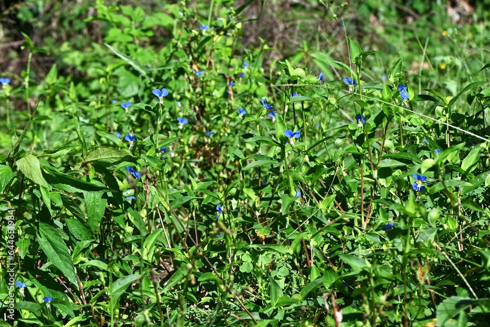 Asiatic dayflower ( Commelina communis ) flowers. Commelinaceae annual ...