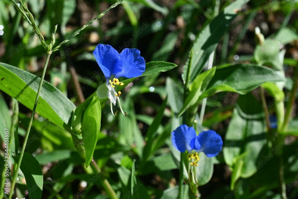 Asiatic dayflower ( Commelina communis ) flowers. Commelinaceae annual ...