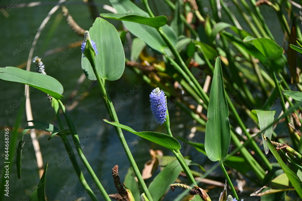 Pickerel weed ( Pontederia cordata ) flowers. Pontederiaceae perennial ...