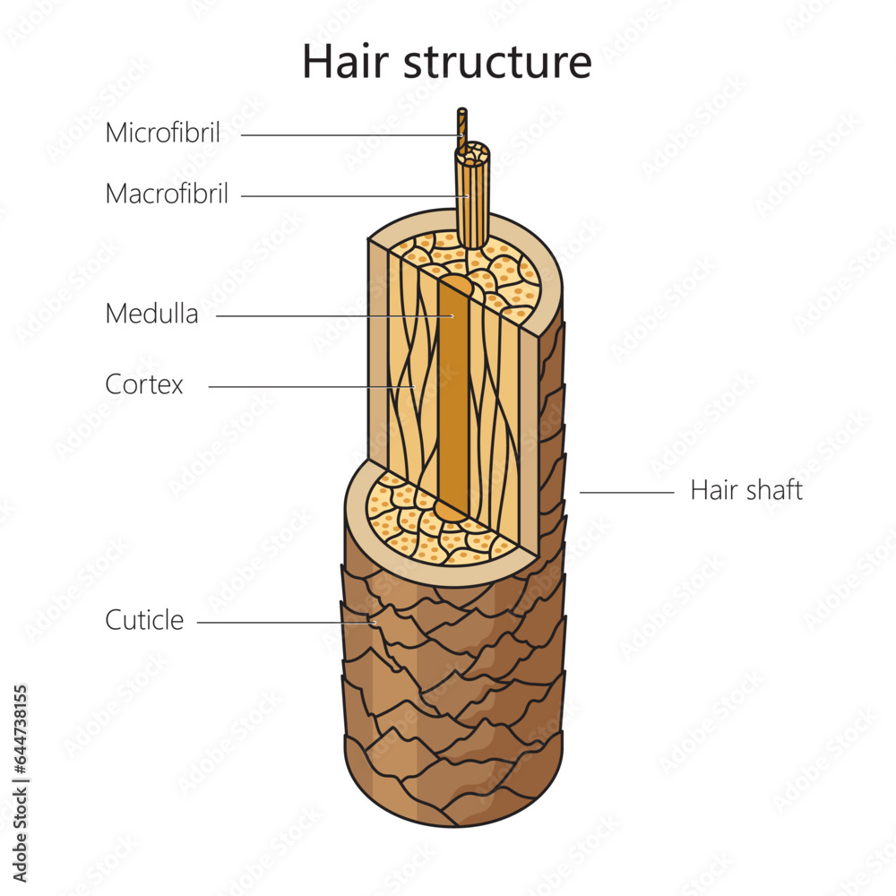 human hair structure diagram schematic vector illustration. Medical ...