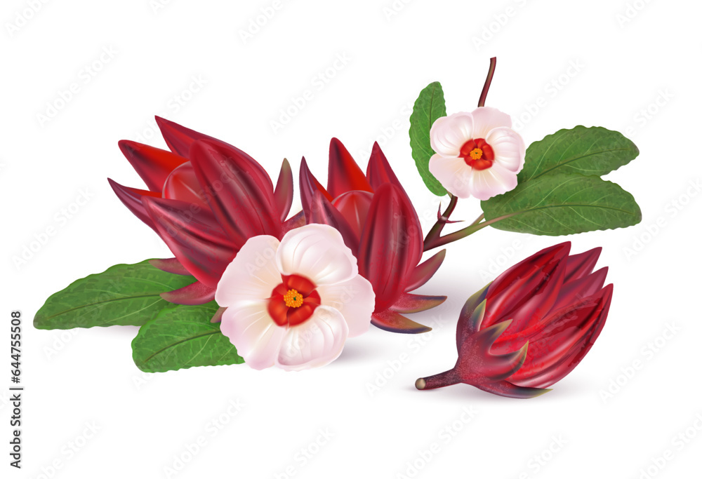 Roselle fruits group isolated on white background. Realistic vector in ...
