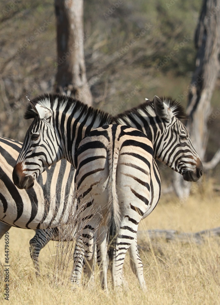 Double headed Zebra. Polycephaly was a medical condition in which a ...
