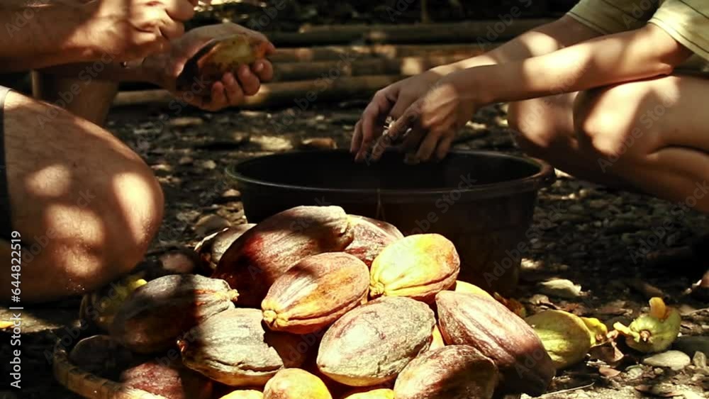 Two people breaking cacao fruit to take the seed for making tableya and ...