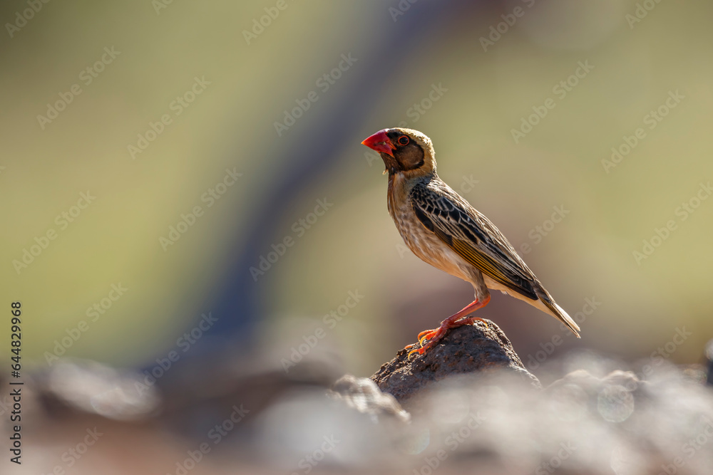 Red-billed Quelea male standing on a rock isolated in blur background ...