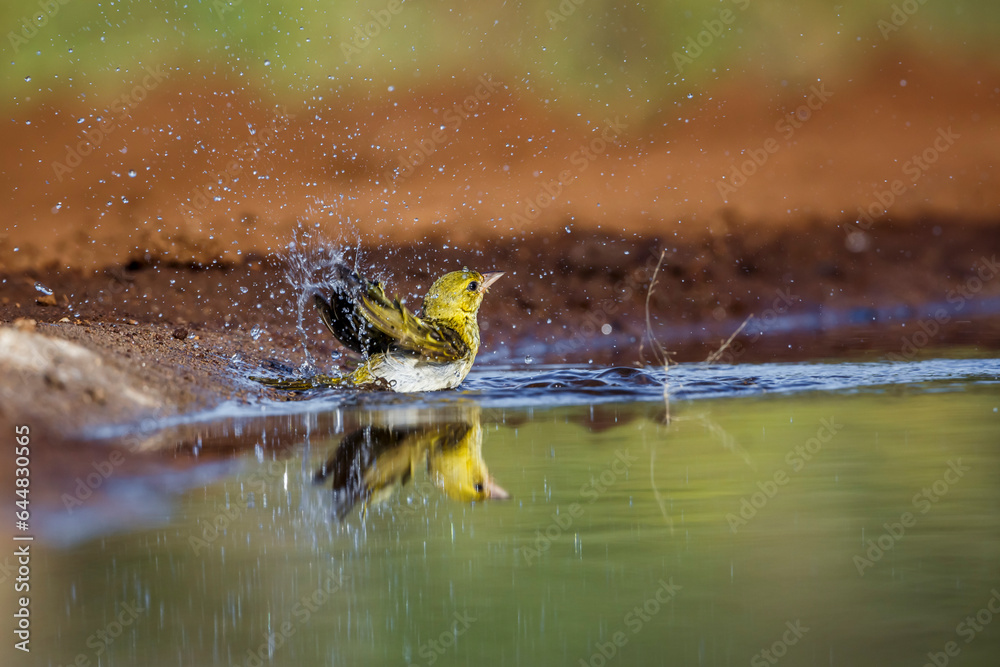 Lesser Masked Weaver bathing in waterhole in Kruger National park ...