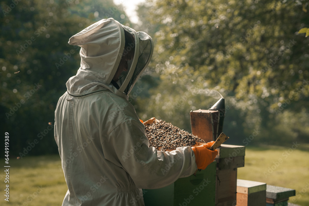Bee keeper working with honey bees, man made bee hive Stock Photo ...