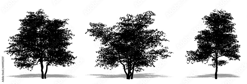 Set or collection of Flowering Dogwood trees as a black silhouette on ...