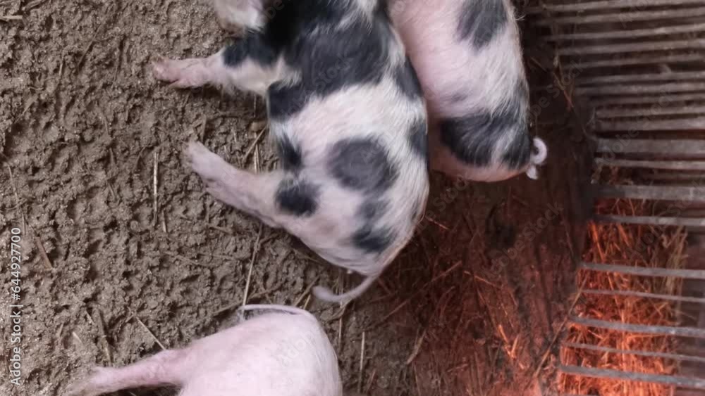 Vidéo Stock Adult pigs of different breeds in their cage. A small ...