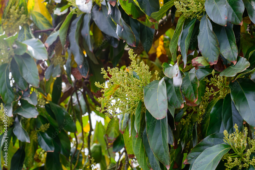 Seasonal blossom of evergreen avocado trees in April on plantations in ...
