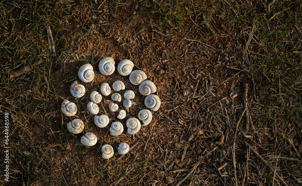 snail shellss in spiral form on natural abstract earth background ...