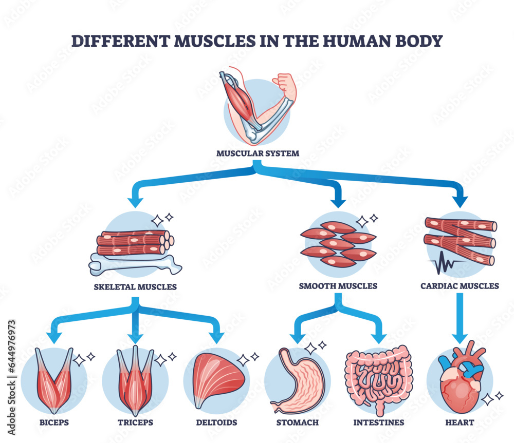 Different muscles in human body and muscular classification outline ...