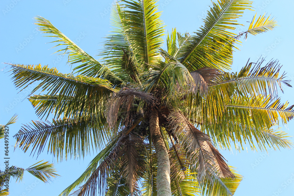 High green coconut tree, view from below. Clear blue sky background ...