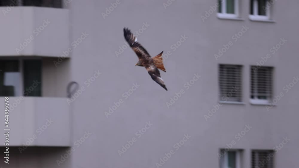 Majestic Bald Eagle flying in slow motion. Close-up bird Eagle flying ...