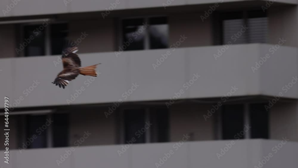 Majestic Bald Eagle flying in slow motion. Close-up bird Eagle flying ...
