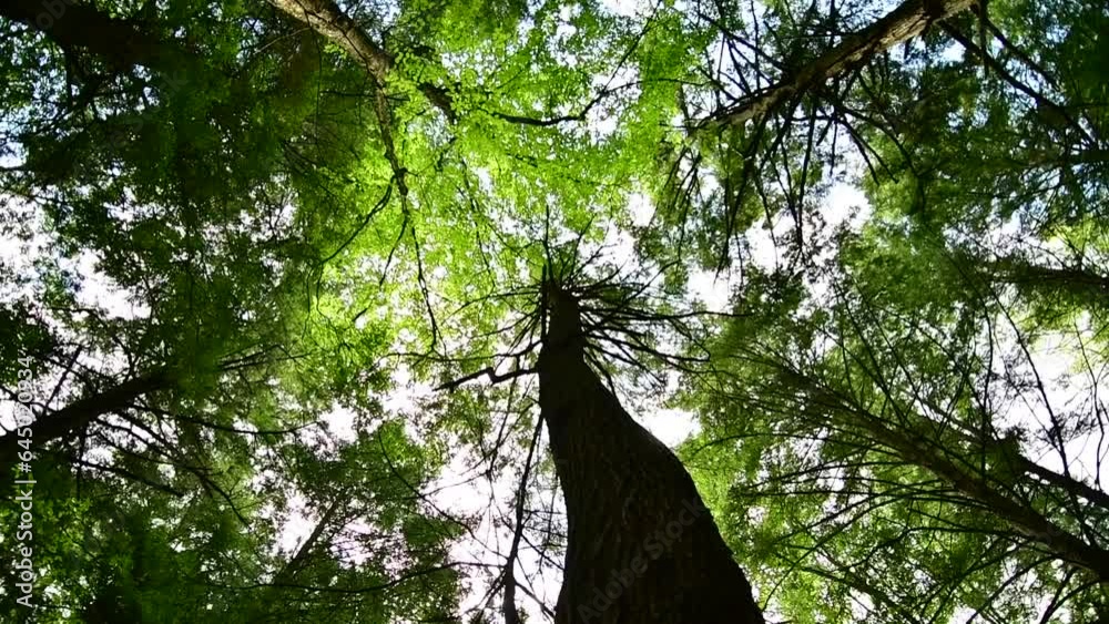 Wide angle looking up on trees fall season, woodland hiking trail, spin ...
