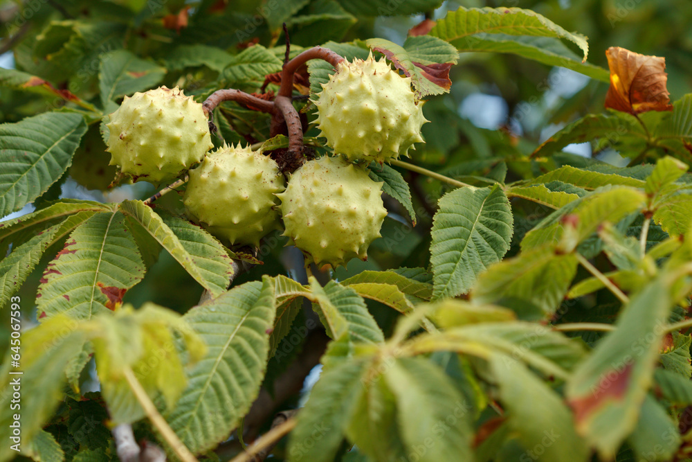 Castanea sativa (arbol castaño europeo) con frutos madurando en sus ...