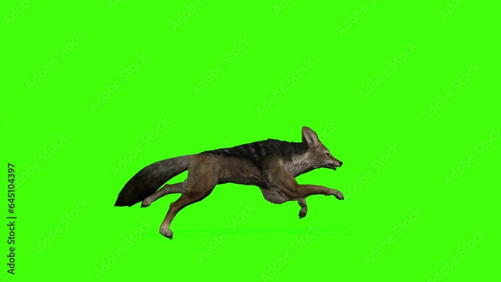 Vidéo Stock 3D Golden jackal fast running loop on green screen, 4k Side ...