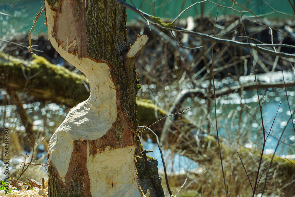 Damage to the tree trunk from beaver teeth. A tree, almost cut down by ...