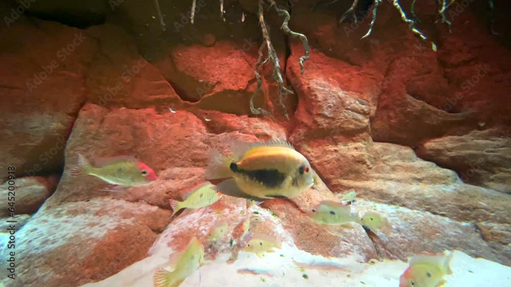 Underwater View of Fish Swimming in Front of Red Rocks and Dead ...
