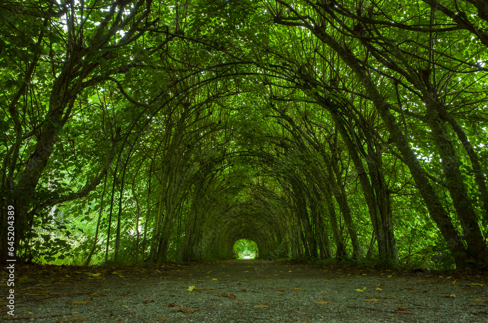 Green tunnel alley under arched trees, path at Ängsö nature reserve ...