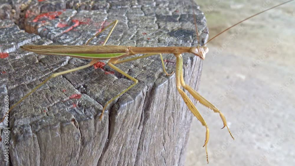 Praying Mantis Sitting on an old Log - Handheld Shot - Filmed in the ...