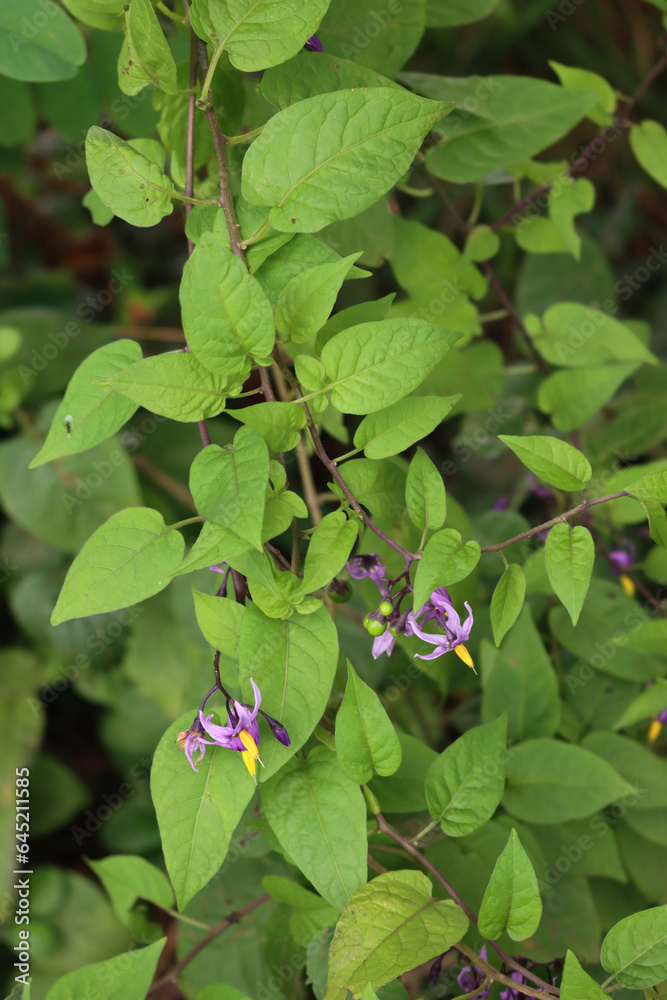 Purple and yellow flowers of Devil's Grape plants. Solanum dulcamara in ...