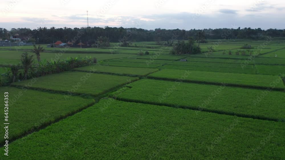 Drone camera filming rice fields chasing angle of view going down ...