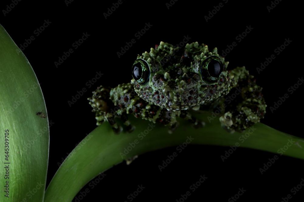 Theloderma corticale (Vietnamese mossy frog) camouflage on leaves ...