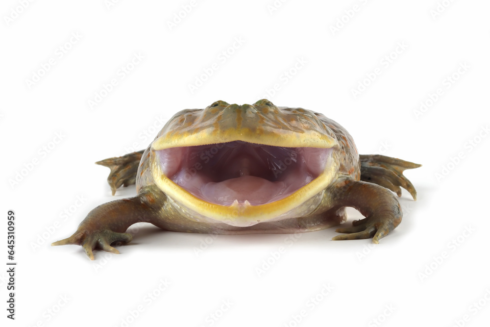 Freddy krueger frog closeup with white background, Budget frog is ...