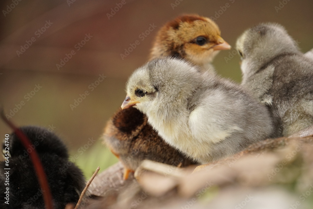 Grupo de pollitos tiernos de distintos colores con pelaje de texturas ...