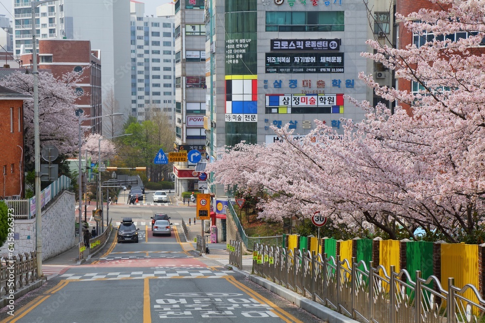 BUSAN, SOUTH KOREA - MARCH 29, 2023: Street view with cherry blossoms ...