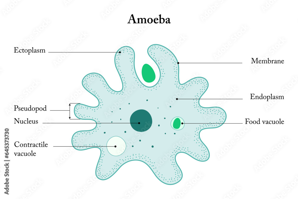 Amoeba on a white background. Anatomy of an Amoeba. Stock Vector ...