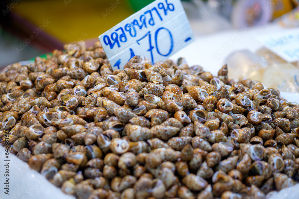 Spotted Babylon Treasures: Fresh Sea Snails for Sale at Thailand ...