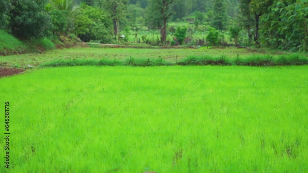 Closeup shot of fresh green crops growing on a farm during the monsoon ...