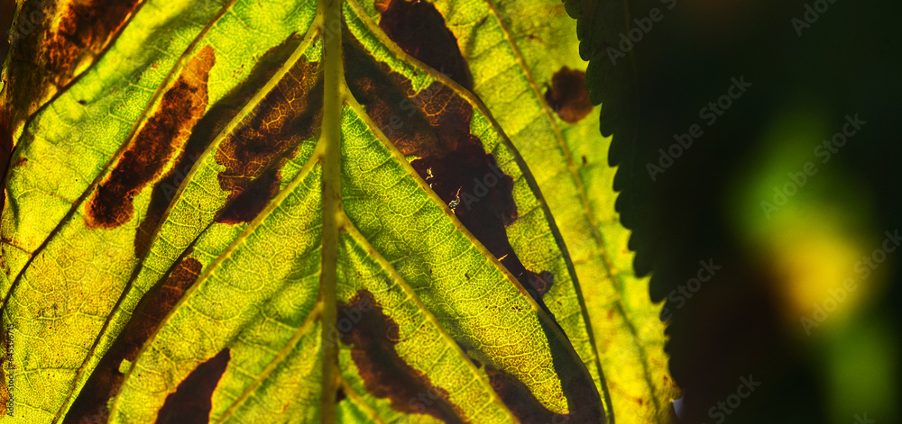 The leaves of a horse-chestnut tree attacked by a fungus causing a ...