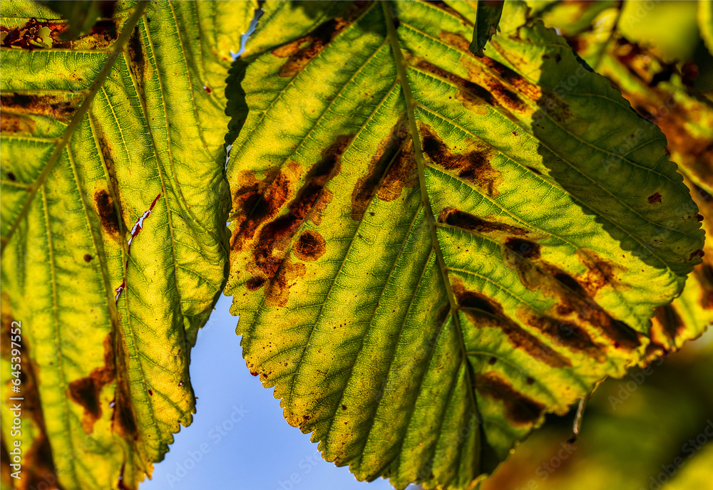 The leaves of a horse-chestnut tree attacked by a fungus causing a ...